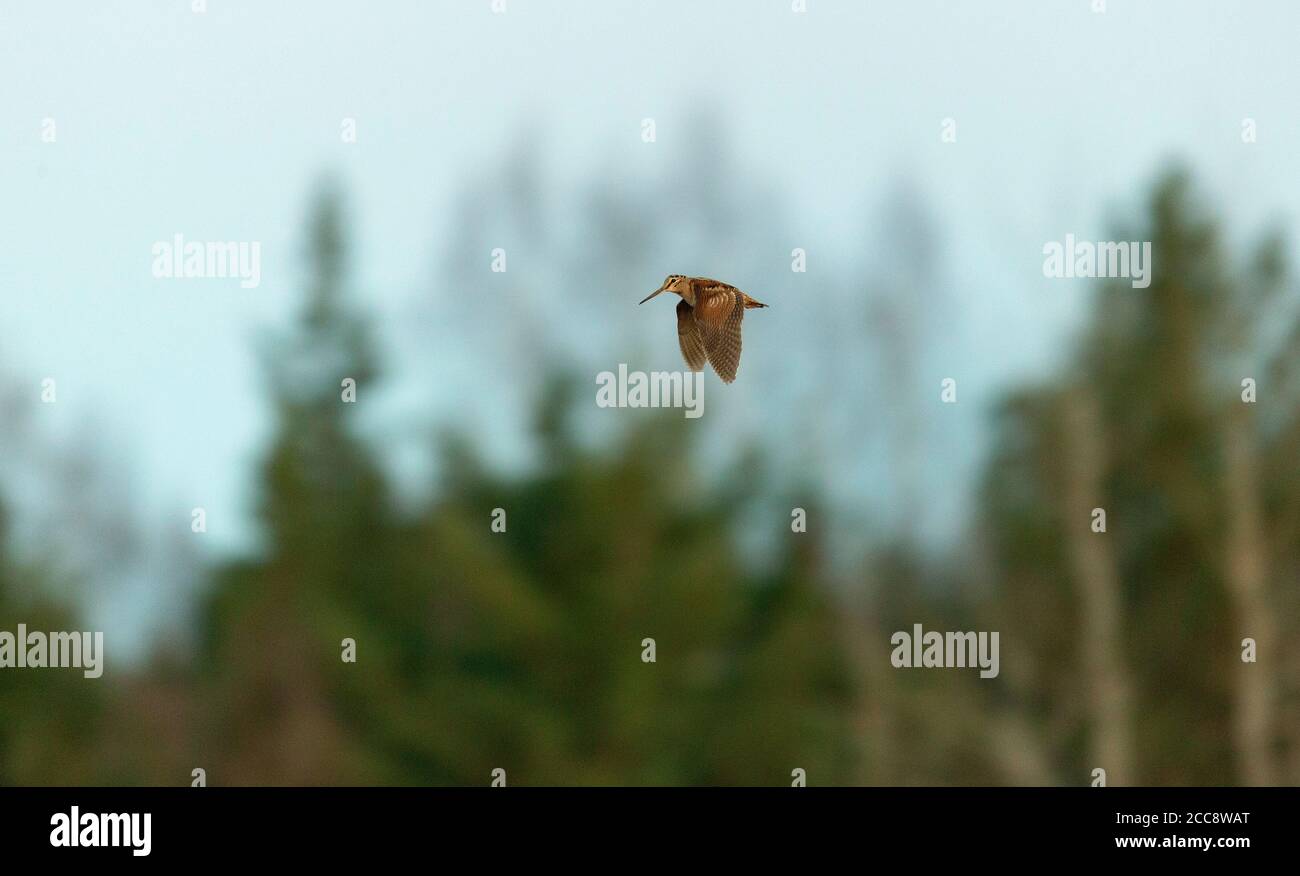 Flying woodcock hi-res stock photography and images - Alamy