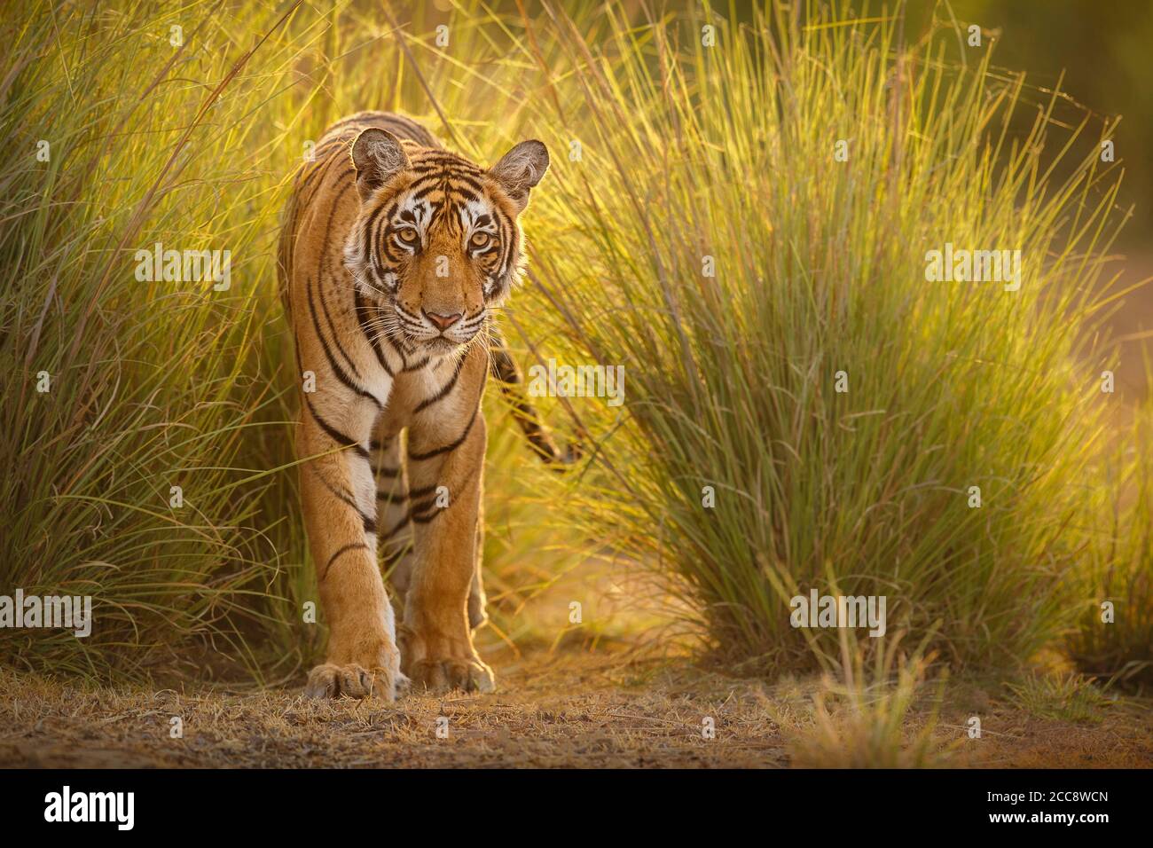 Beautiful tiger in the nature habitat. Tiger pose in amazing light ...