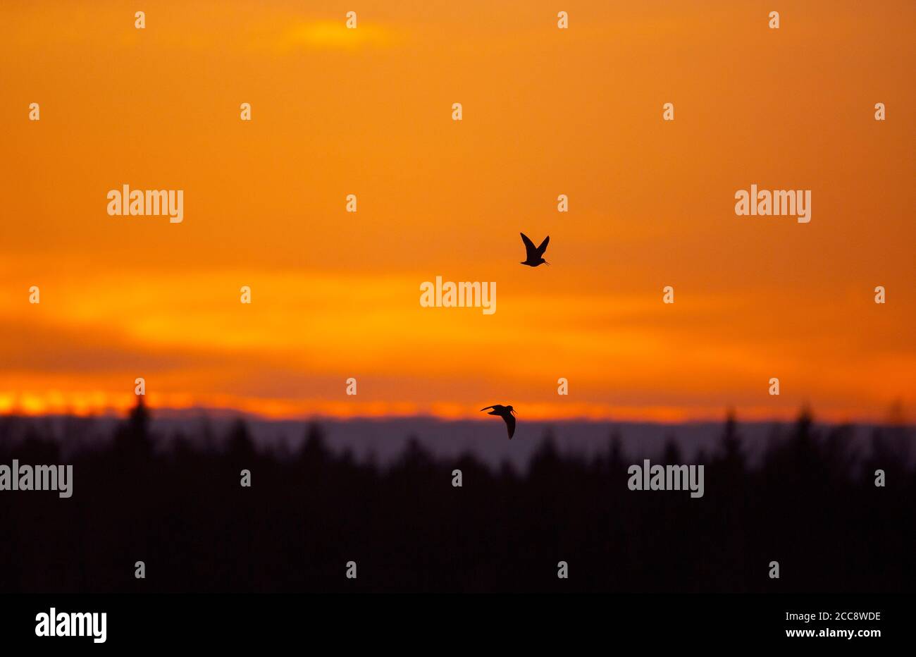 Eurasian woodcock courtship flight hi-res stock photography and images ...