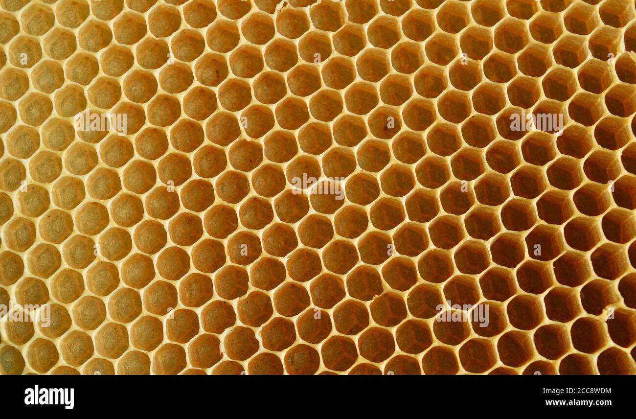 A honeycomb is a mass of hexagonal prismatic wax cells built by honey ...