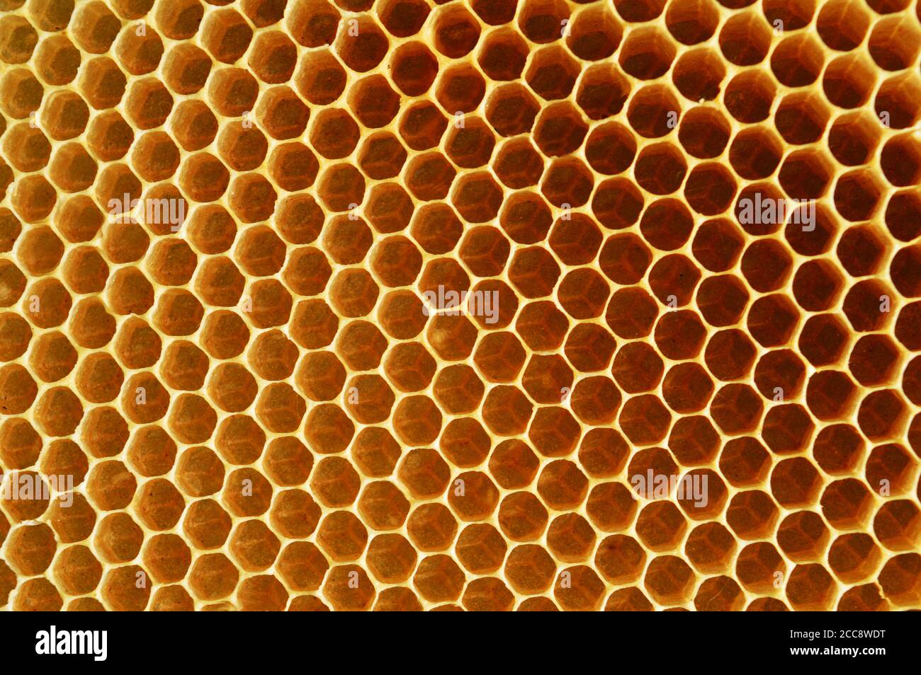 Mass of honey bees hi-res stock photography and images - Alamy