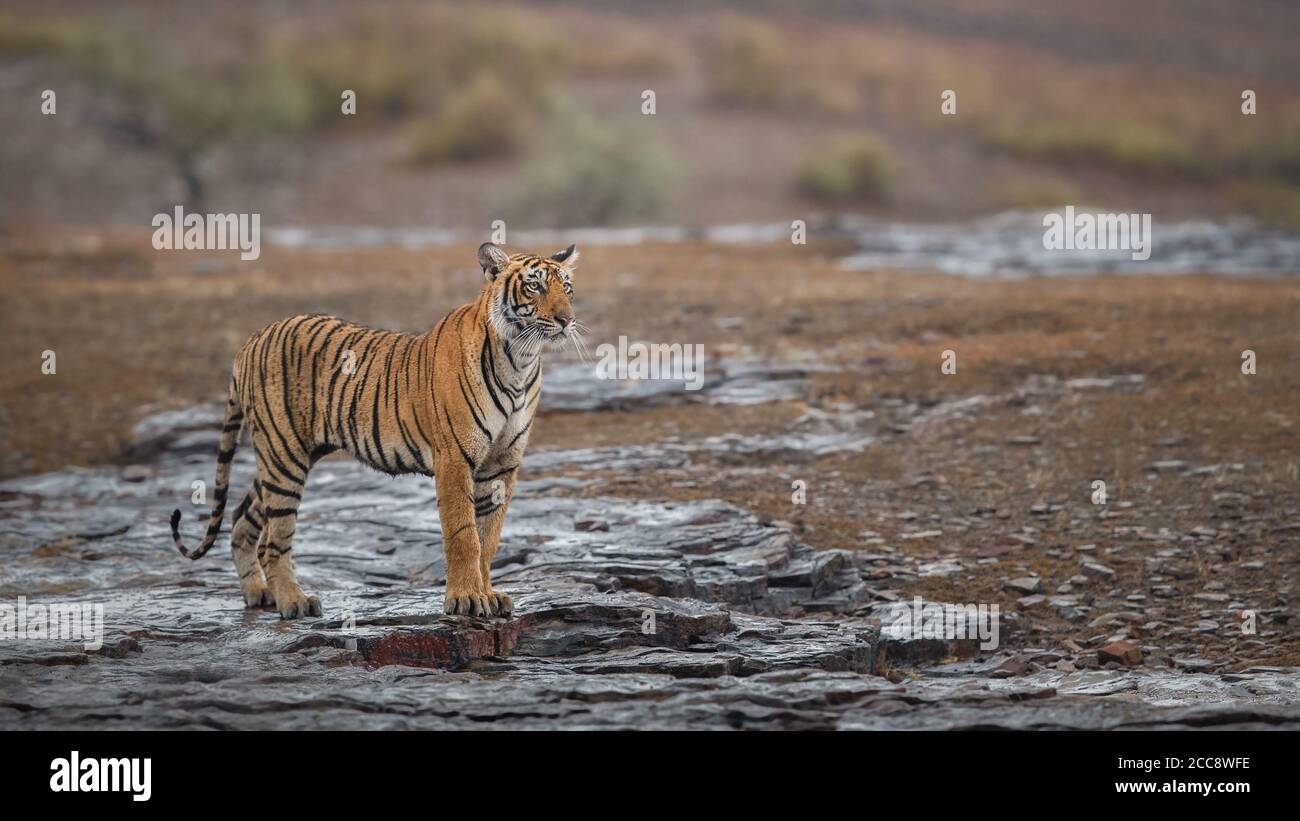 Beautiful tiger in the nature habitat. Tiger pose in amazing light ...