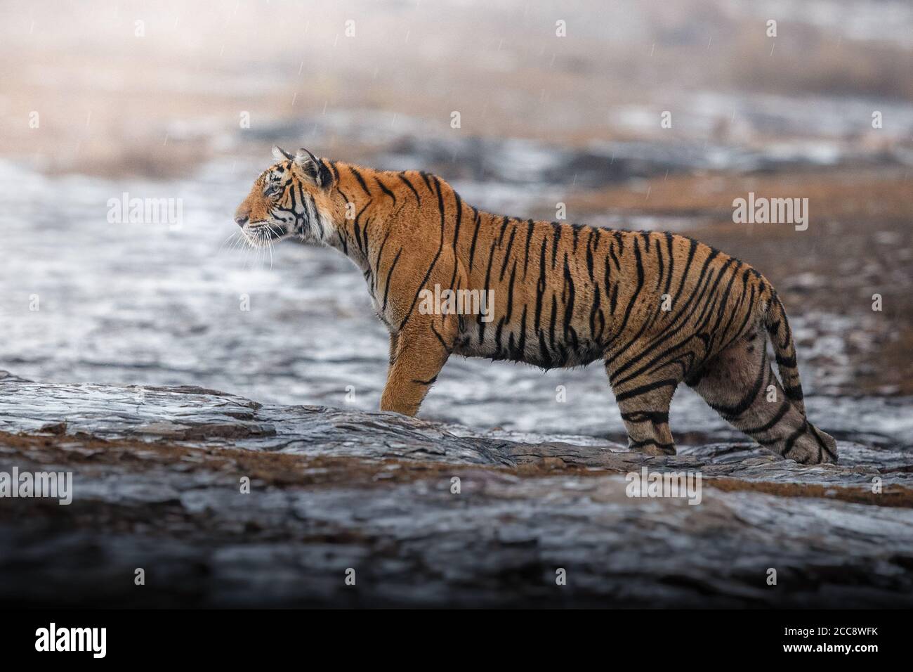 Beautiful tiger in the nature habitat. Tiger pose in amazing light ...