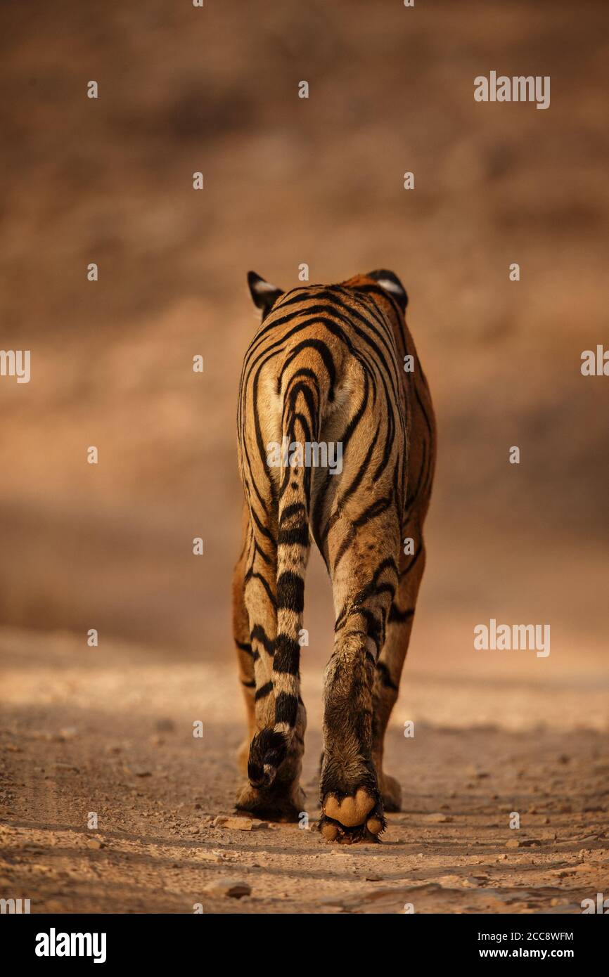 Beautiful tiger in the nature habitat. Tiger pose in amazing light ...