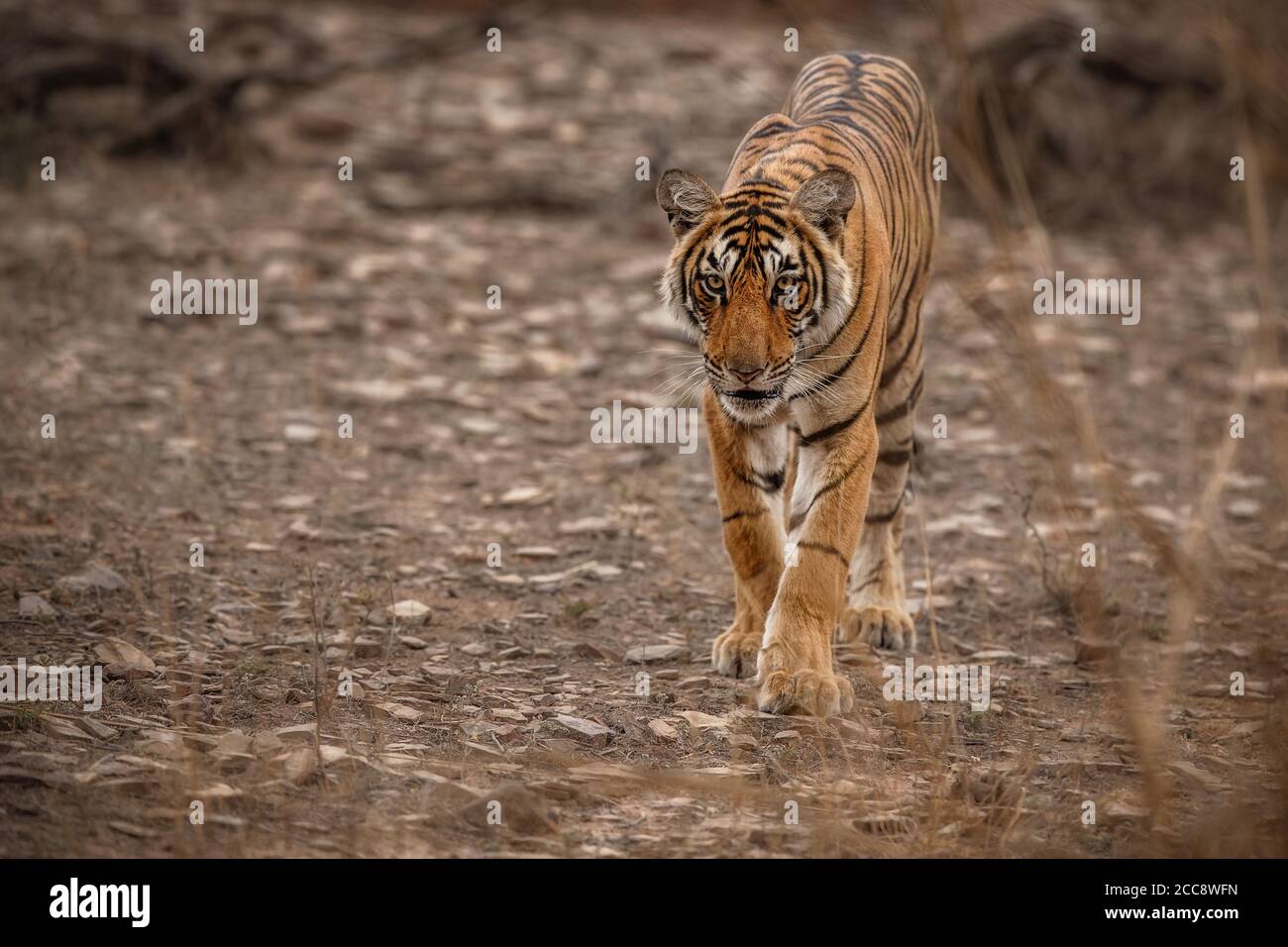 Beautiful tiger in the nature habitat. Tiger pose in amazing light ...
