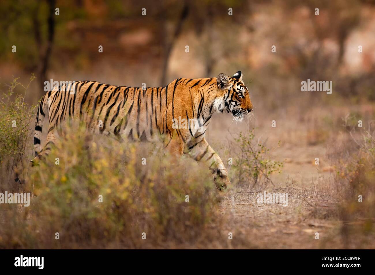 Beautiful tiger in the nature habitat. Tiger pose in amazing light ...