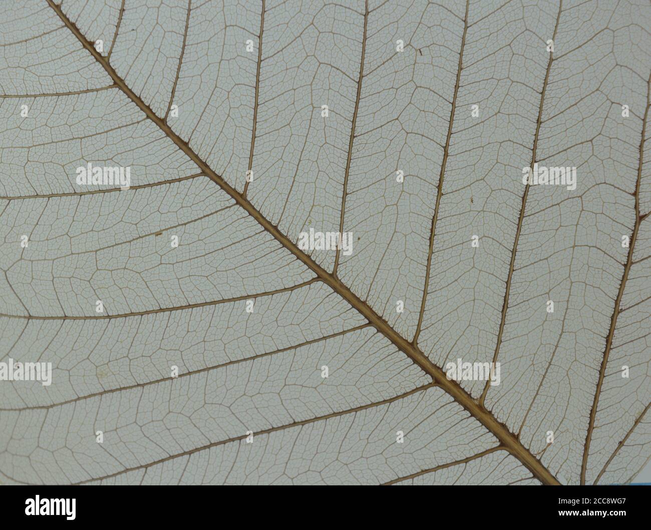 Leaf skeletons are elegant and intricate designs created by distilling ...