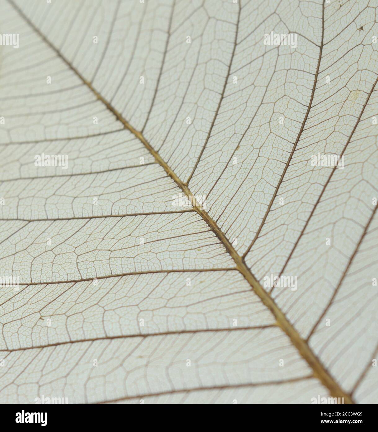 Leaf skeletons are elegant and intricate designs created by distilling ...