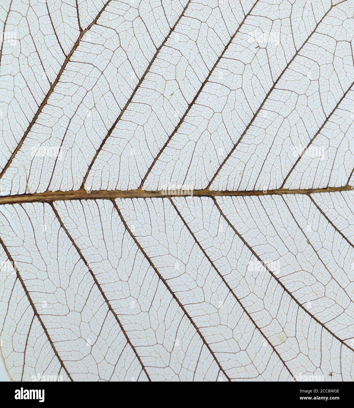 Leaf skeletons are elegant and intricate designs created by distilling ...