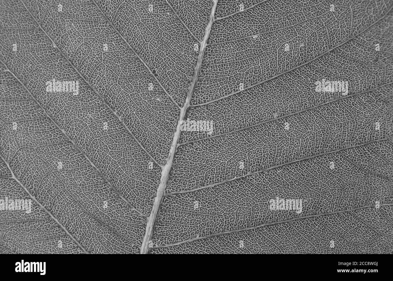 Tree skeletons Black and White Stock Photos & Images - Alamy