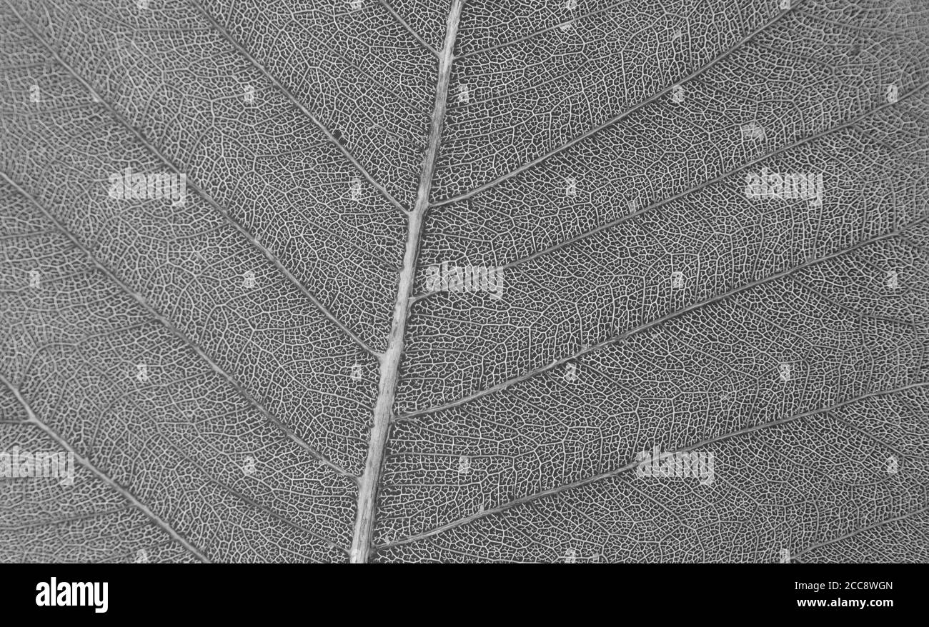 Leaf skeletons are elegant and intricate designs created by distilling ...