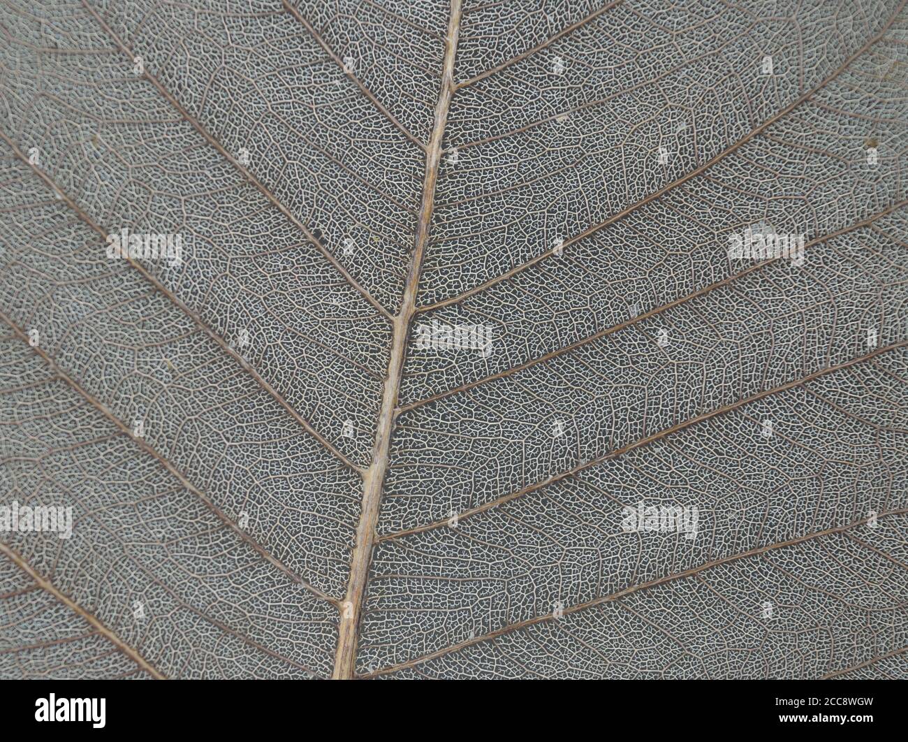 Leaf skeletons are elegant and intricate designs created by distilling ...