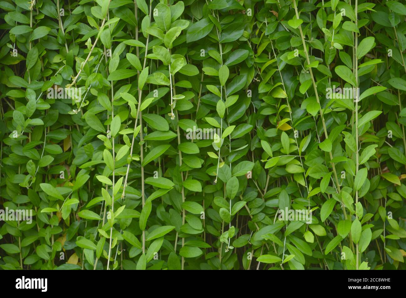 Autotrophic plants hi-res stock photography and images - Alamy