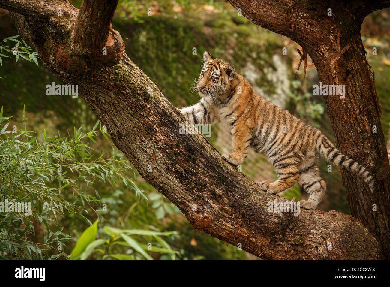 Beautiful tiger in the nature habitat. Tiger pose in amazing light ...