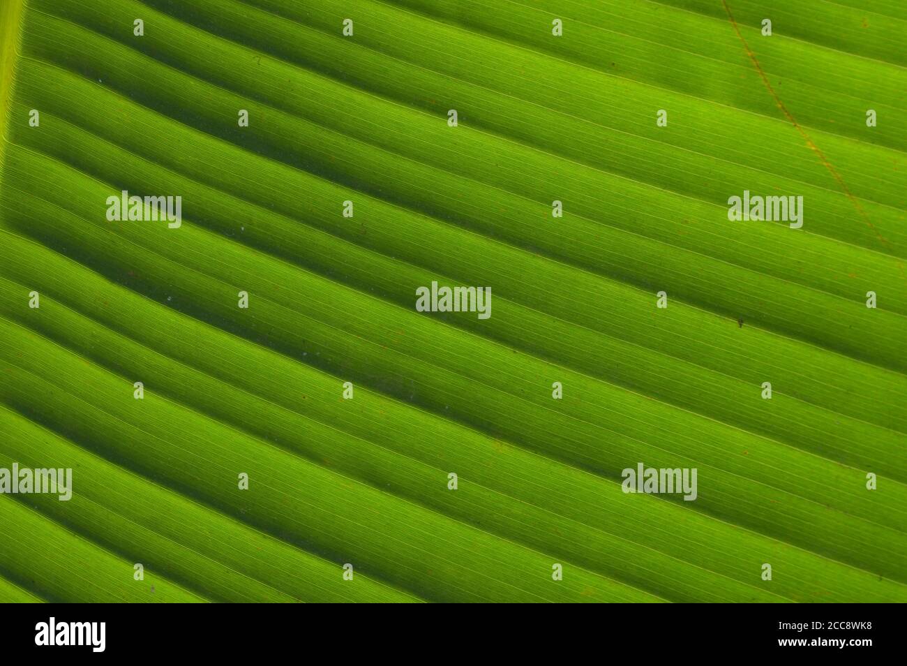 A leaf is the principal lateral appendage of the vascular plant stem ...