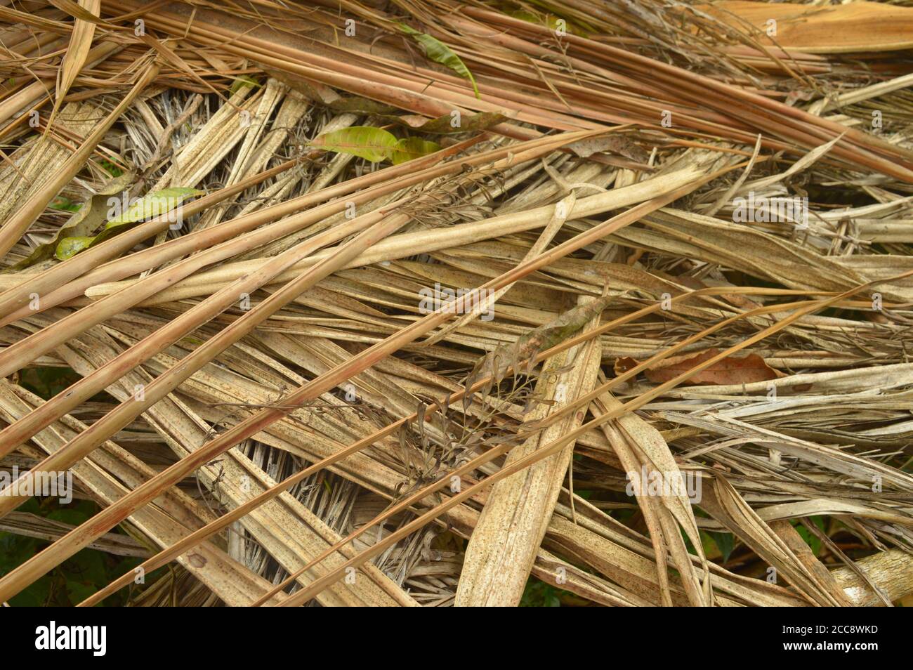 A leaf is the principal lateral appendage of the vascular plant stem ...