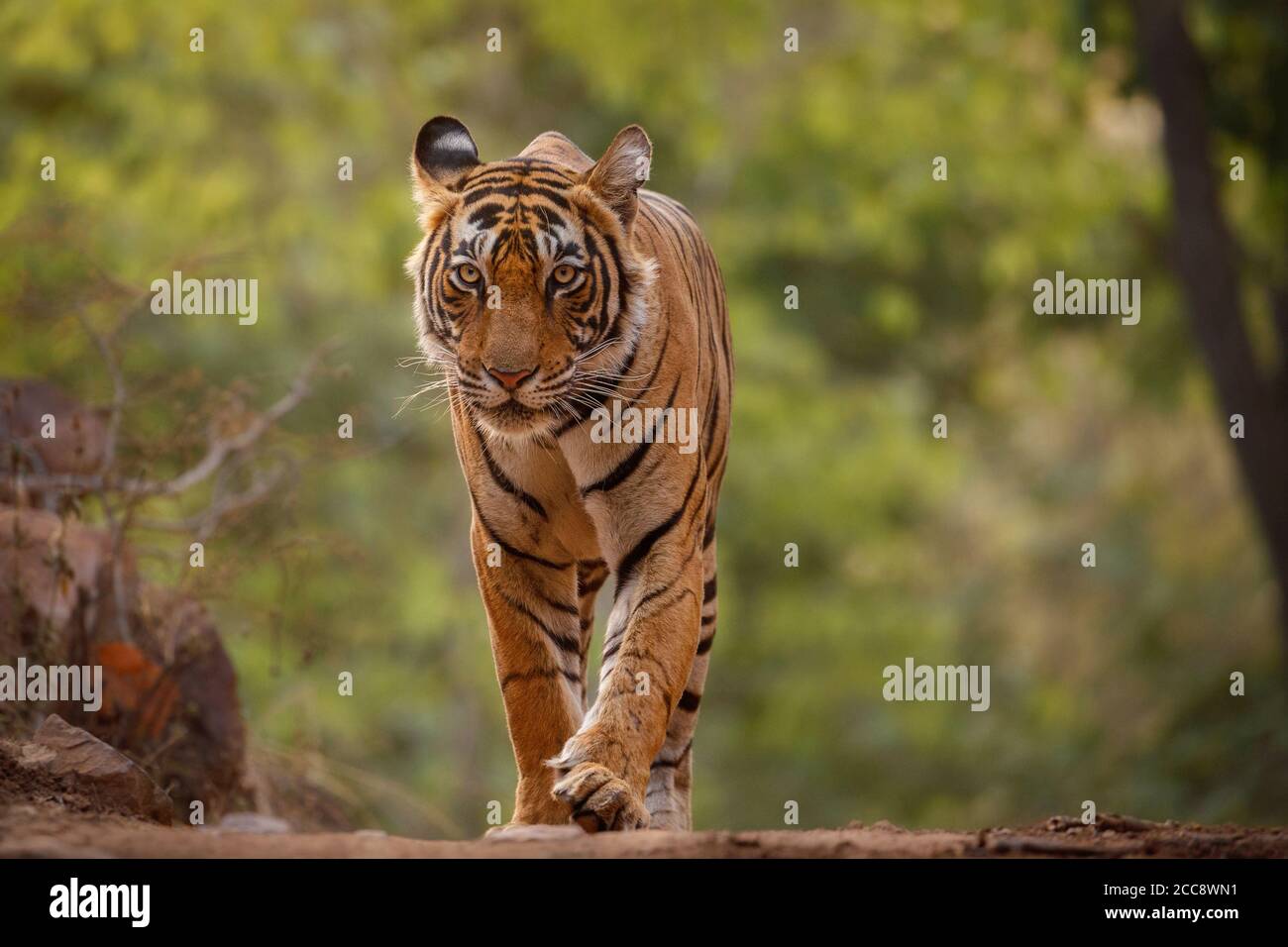 Beautiful tiger in the nature habitat. Tiger pose in amazing light ...