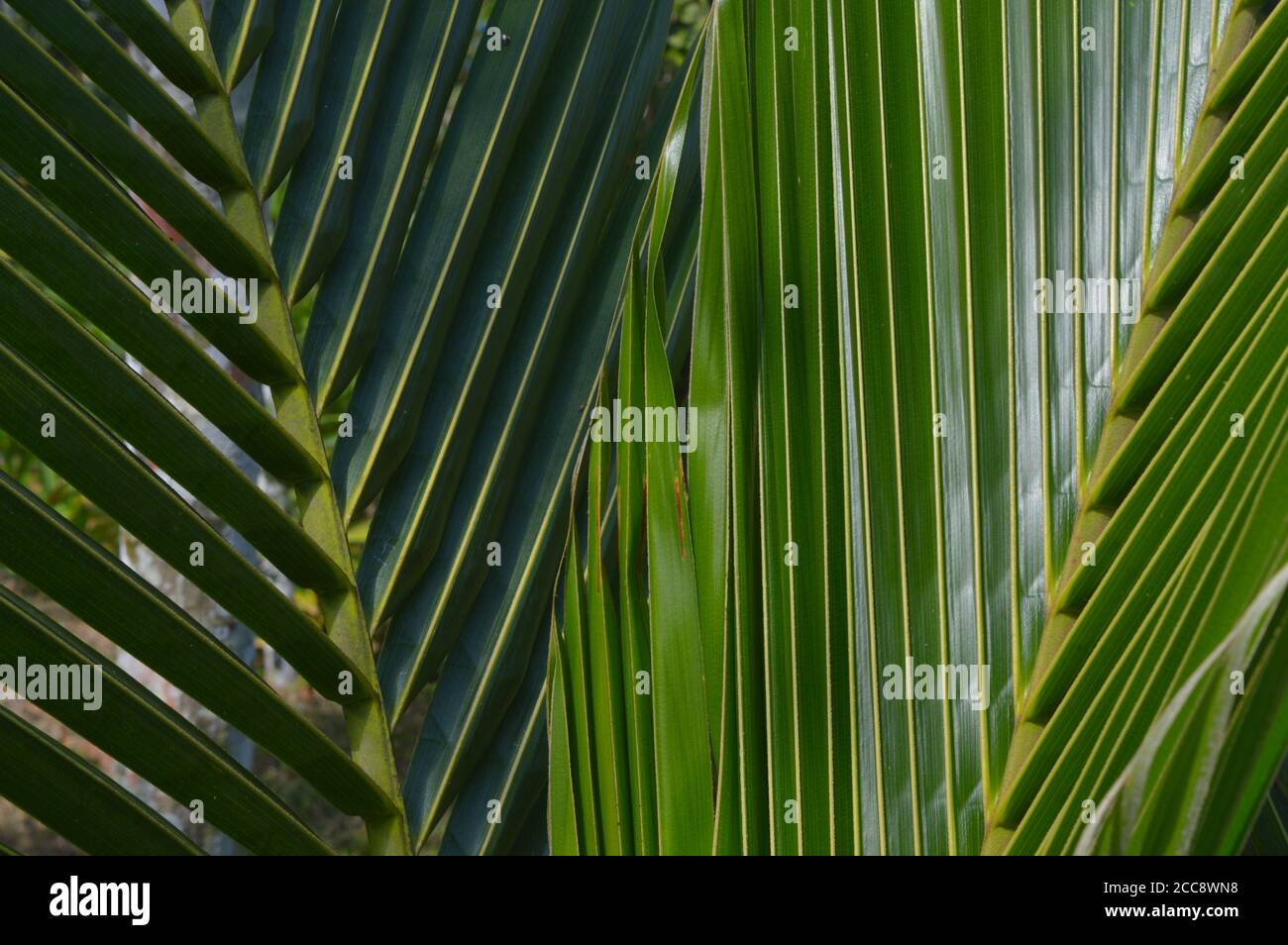 Traditional Hindu Societies High Resolution Stock Photography and ...