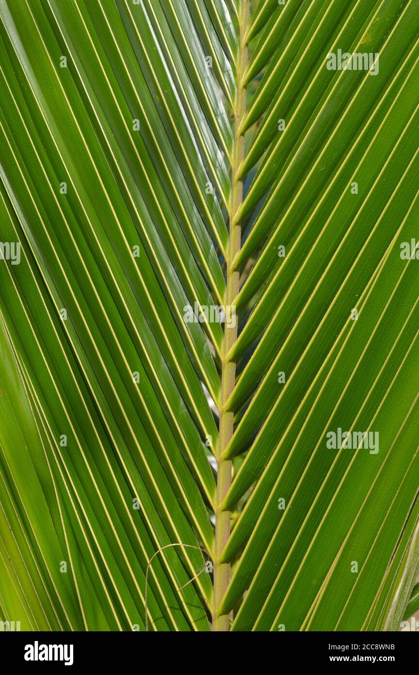 The coconut has cultural and religious significance in certain ...