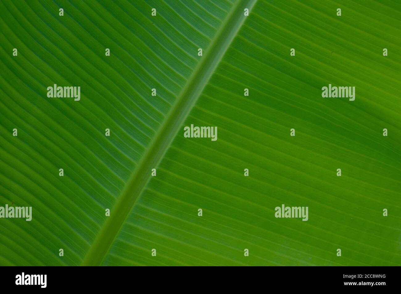 A leaf is the principal lateral appendage of the vascular plant stem ...