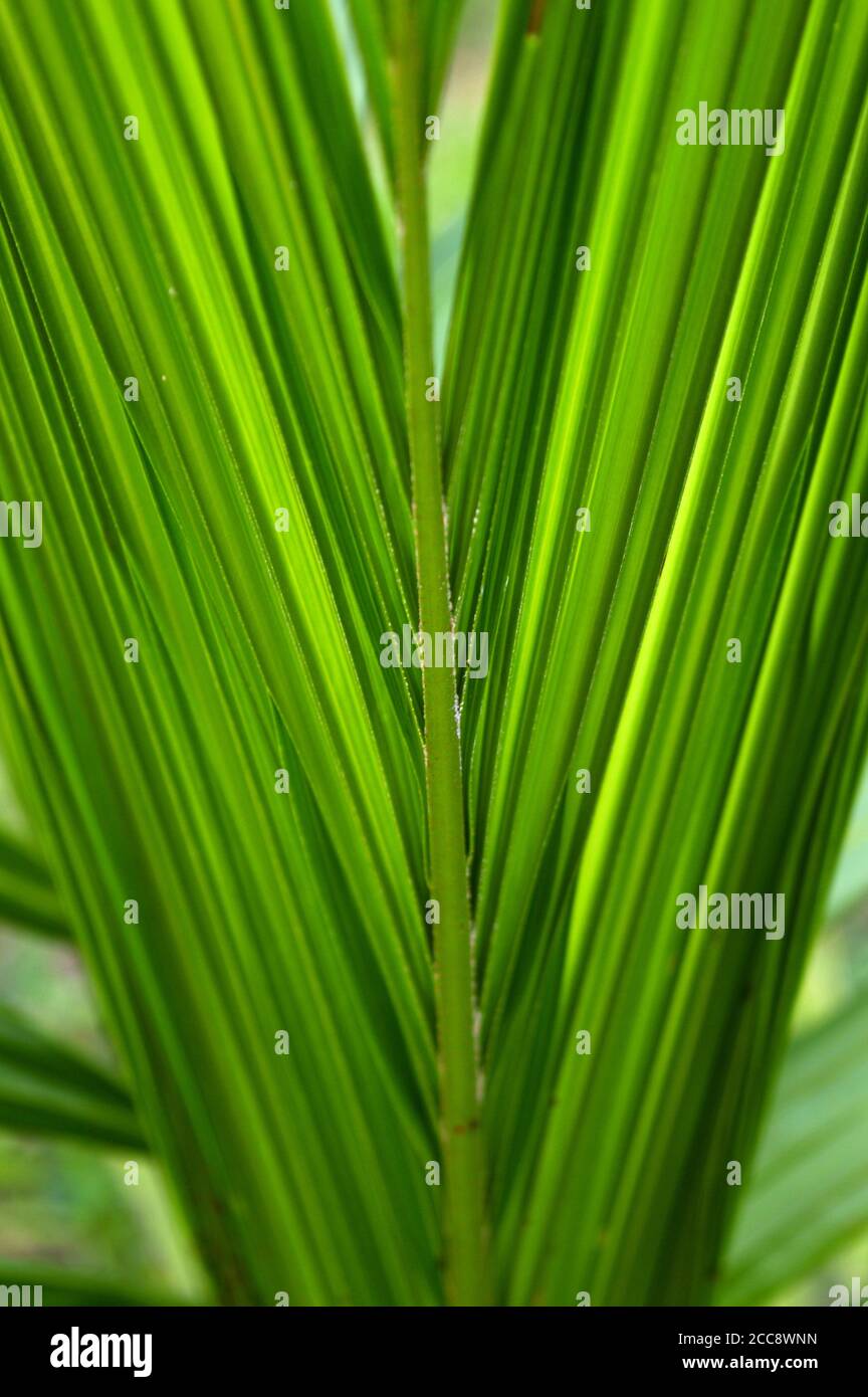 The coconut has cultural and religious significance in certain ...