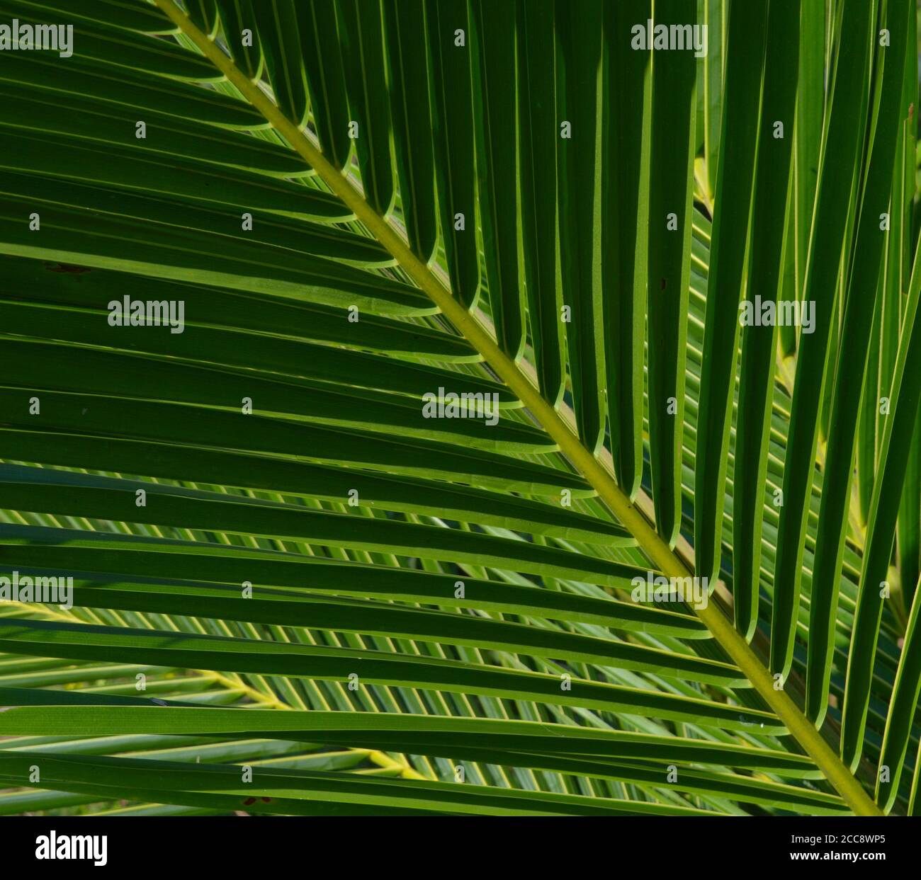 The coconut has cultural and religious significance in certain ...