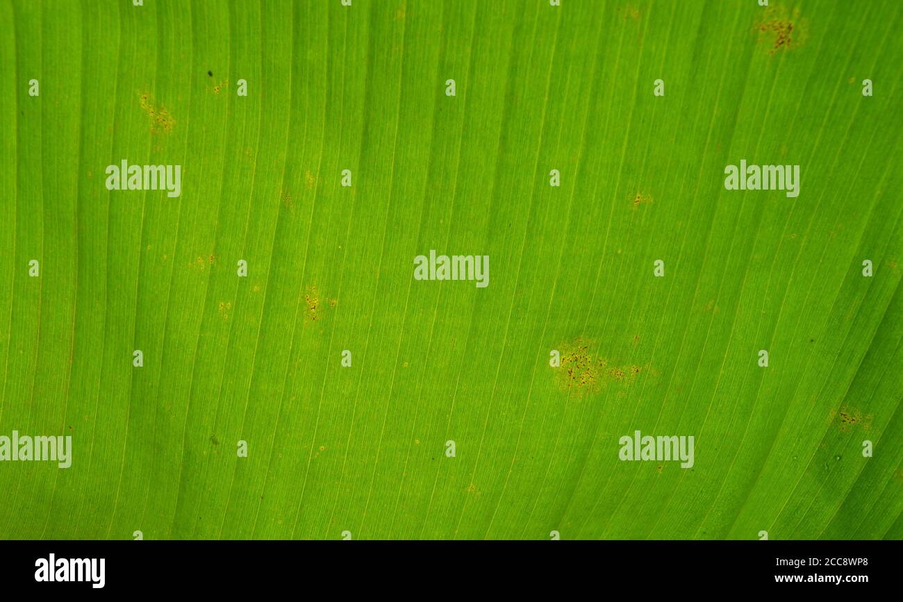 The banana leaf is the leaf of the banana plant, which may produce up ...