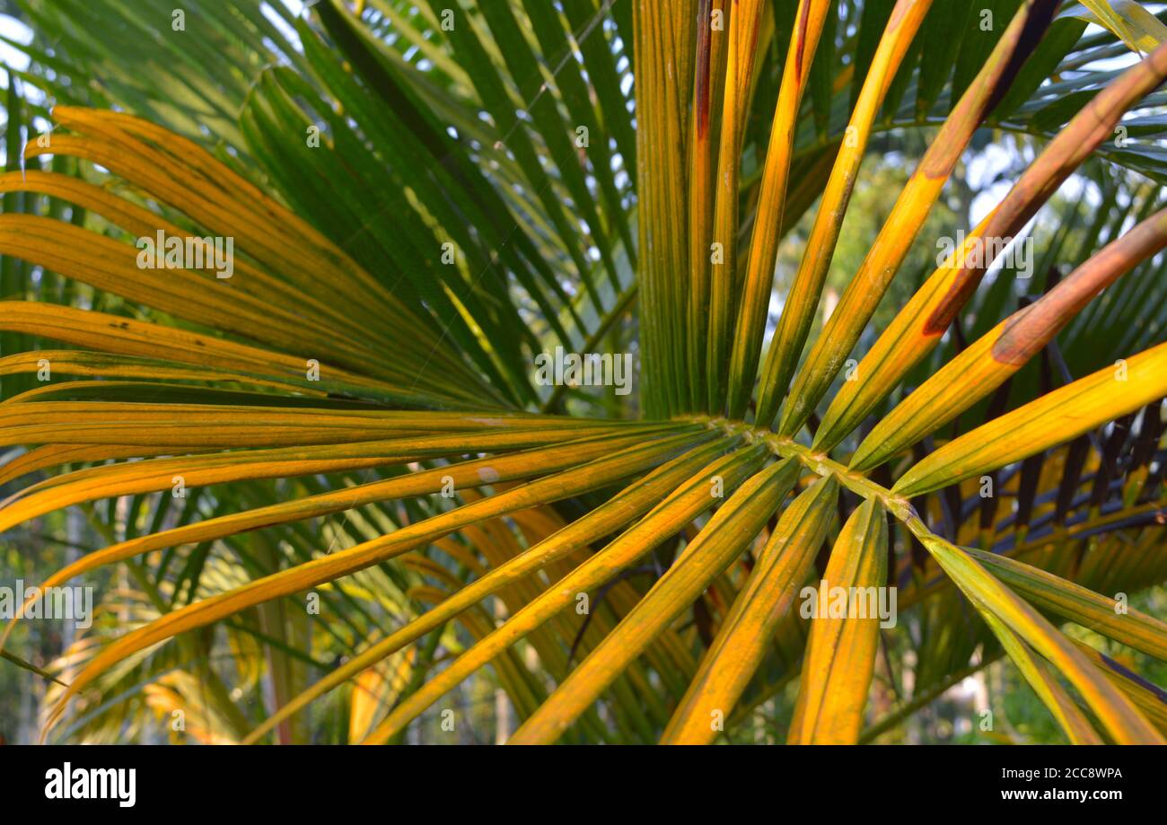 The coconut has cultural and religious significance in certain ...