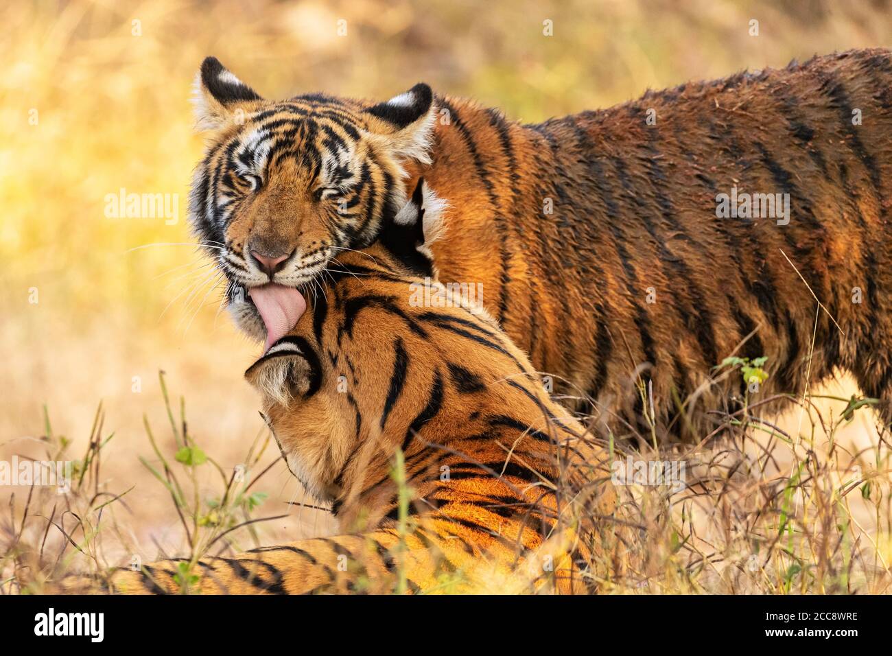 Beautiful tiger in the nature habitat. Tiger pose in amazing light ...