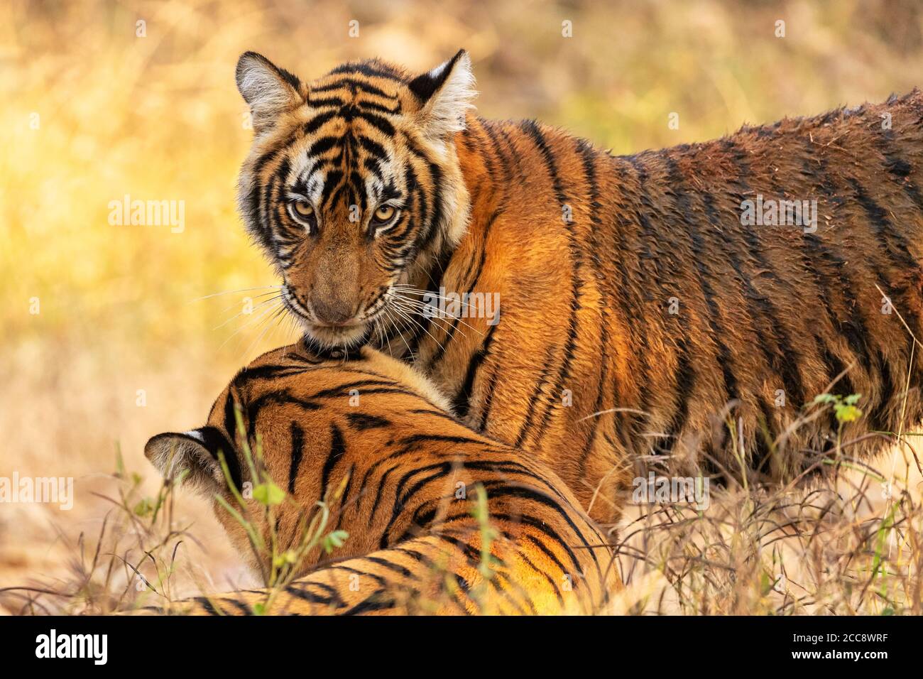 Beautiful tiger in the nature habitat. Tiger pose in amazing light ...