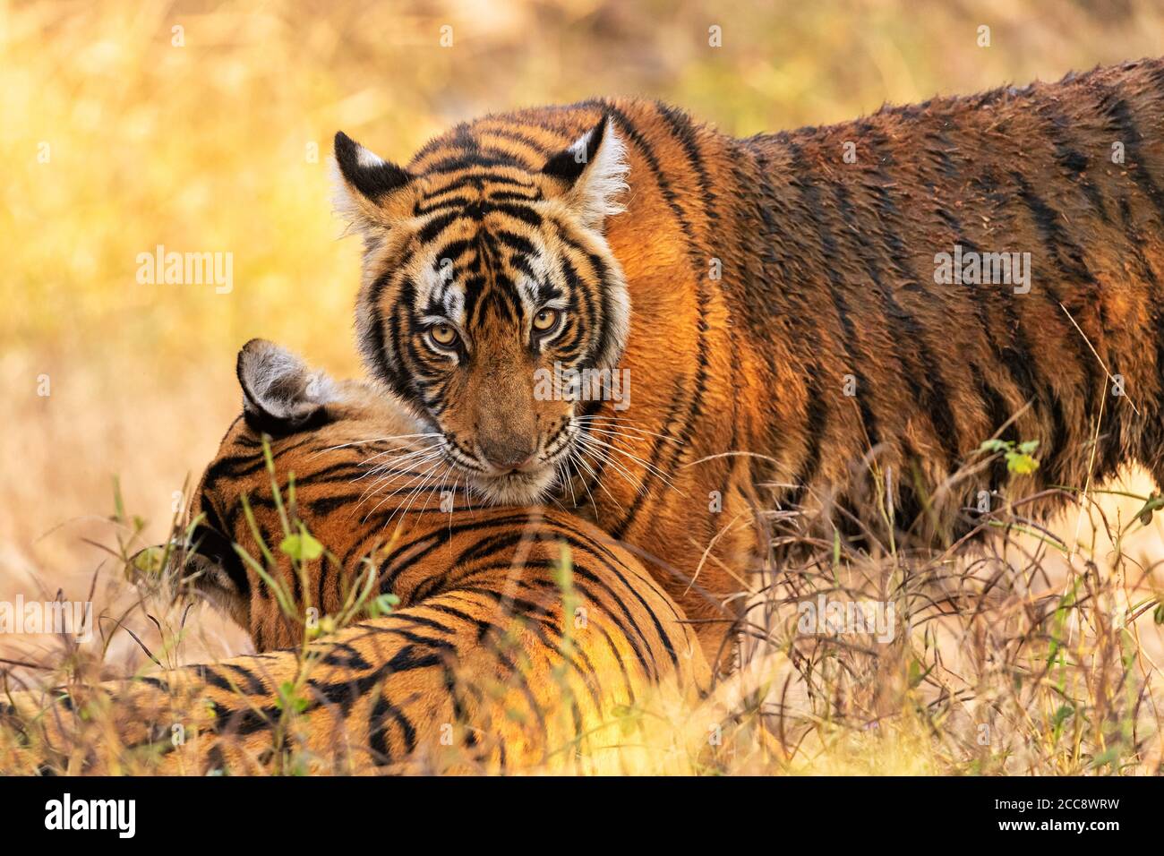 Beautiful tiger in the nature habitat. Tiger pose in amazing light ...
