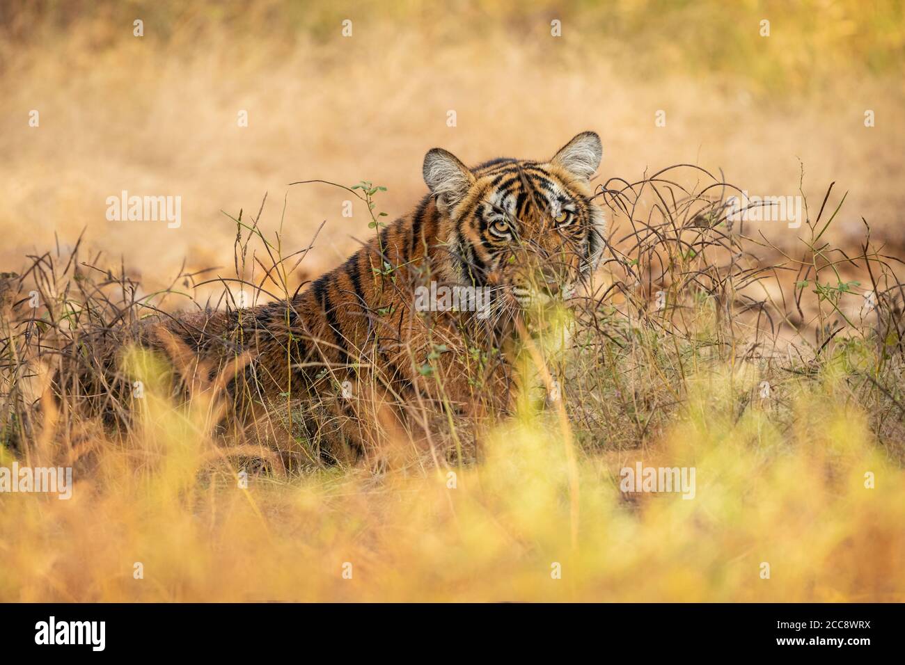 Beautiful tiger in the nature habitat. Tiger pose in amazing light ...