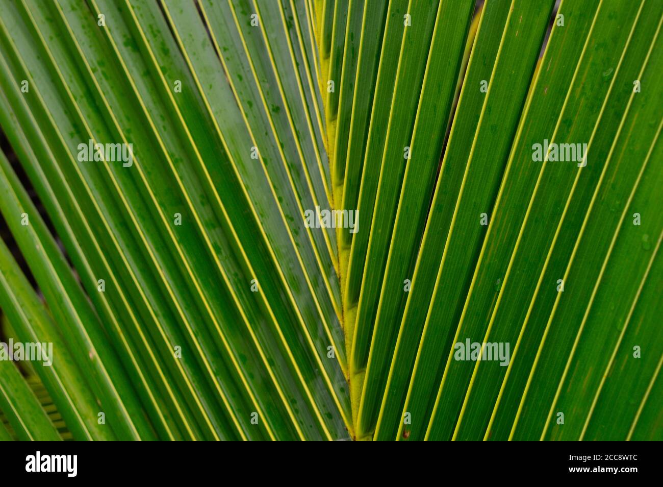 The coconut has cultural and religious significance in certain ...