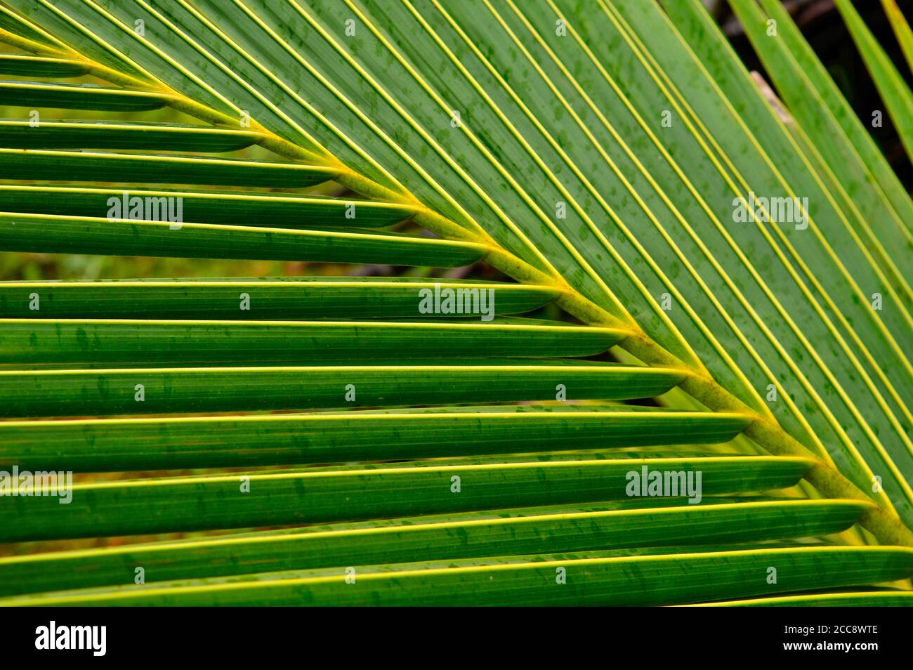 The coconut has cultural and religious significance in certain ...