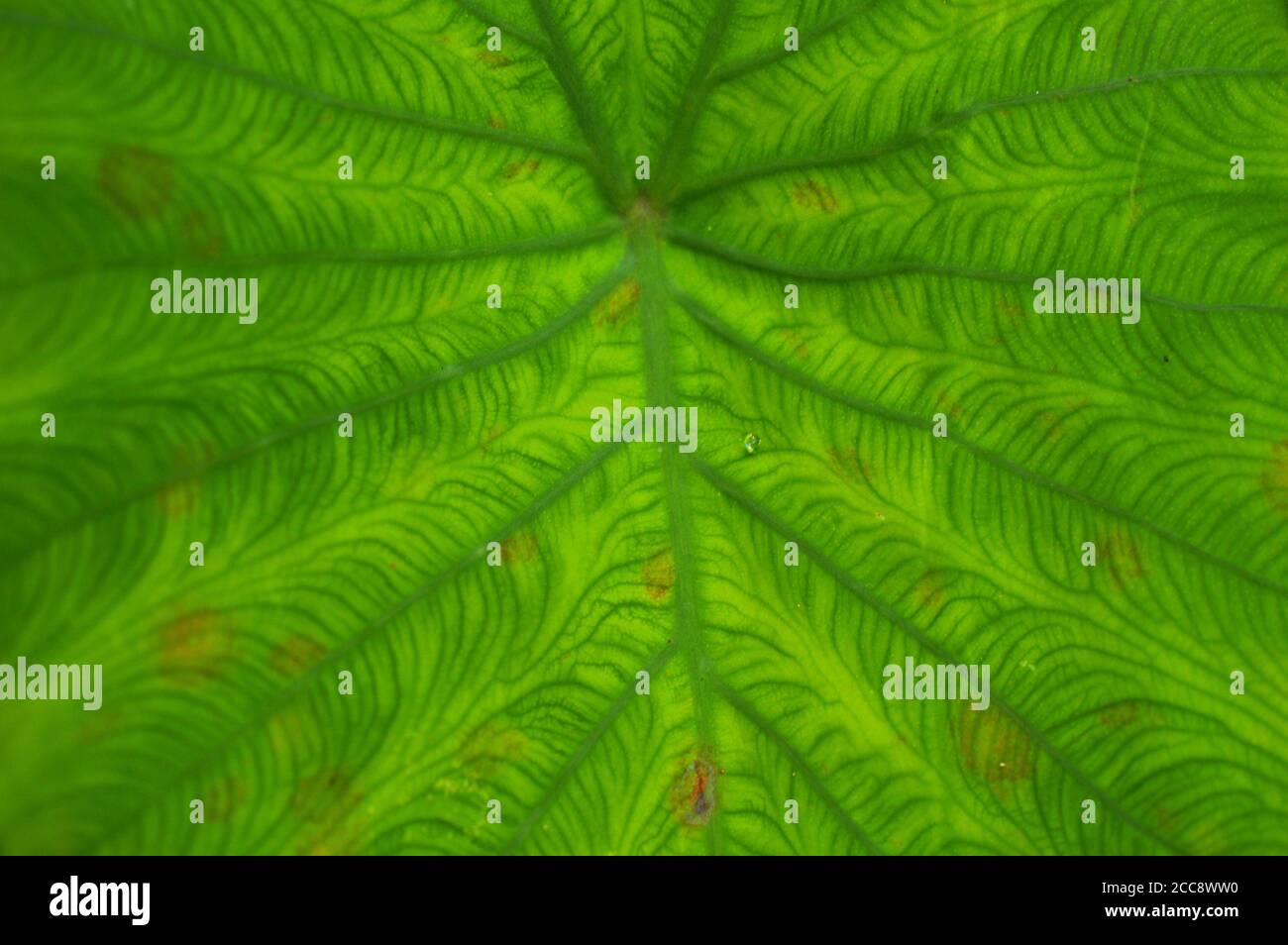 A leaf is the principal lateral appendage of the vascular plant stem ...