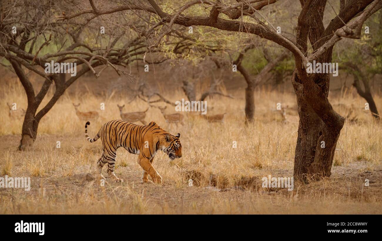 Beautiful tiger in the nature habitat. Tiger pose in amazing light ...
