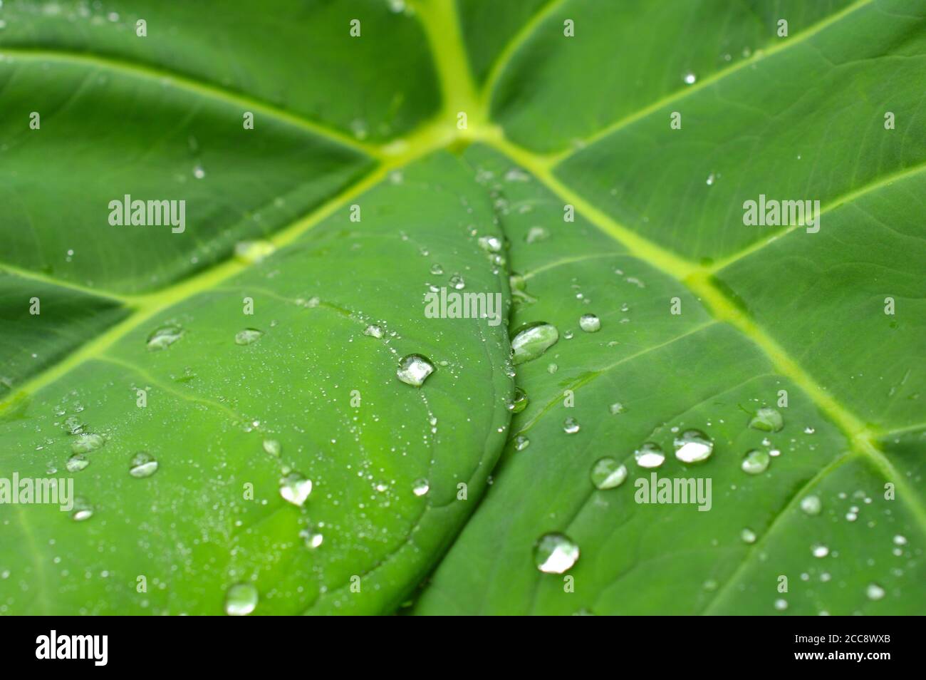 The lotus effect refers to self-cleaning properties that are a result ...