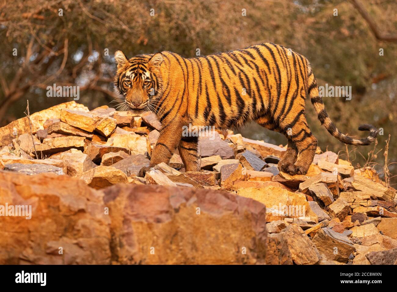 Beautiful tiger in the nature habitat. Tiger pose in amazing light ...