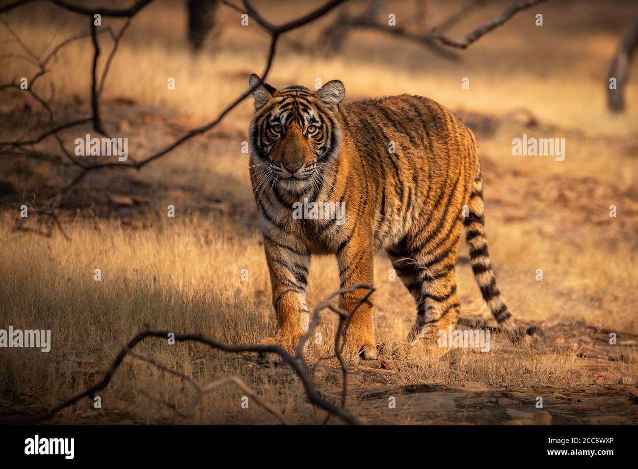 Beautiful tiger in the nature habitat. Tiger pose in amazing light ...