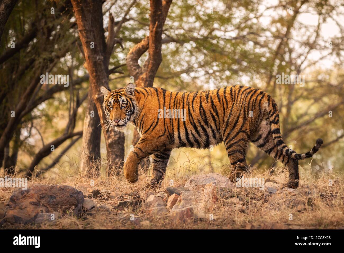 Beautiful tiger in the nature habitat. Tiger pose in amazing light ...