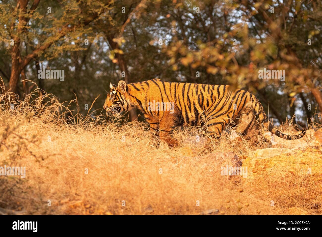 Beautiful tiger in the nature habitat. Tiger pose in amazing light ...