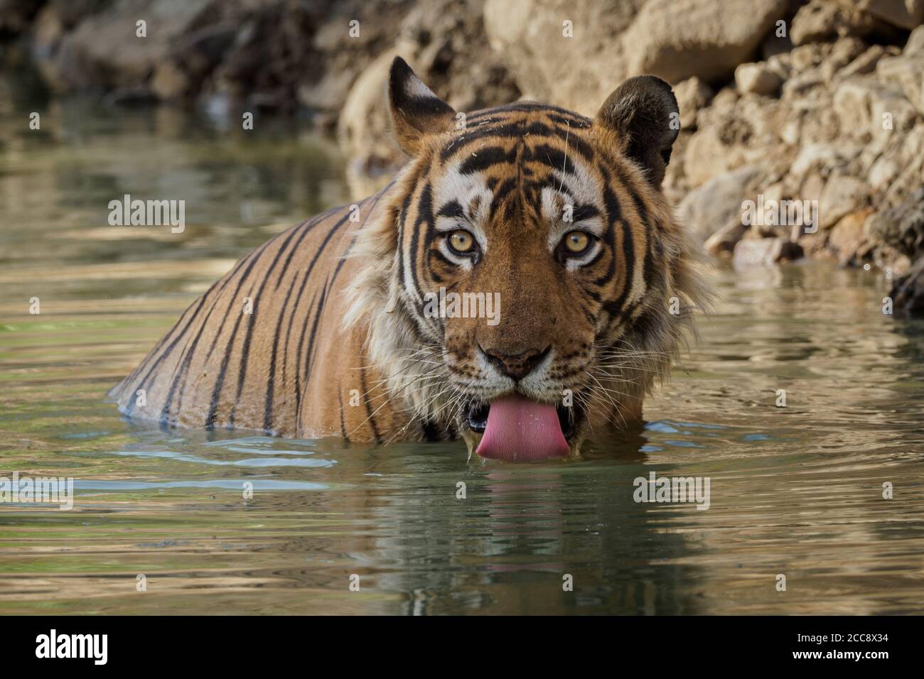 Beautiful tiger in the nature habitat. Tiger pose in amazing light ...