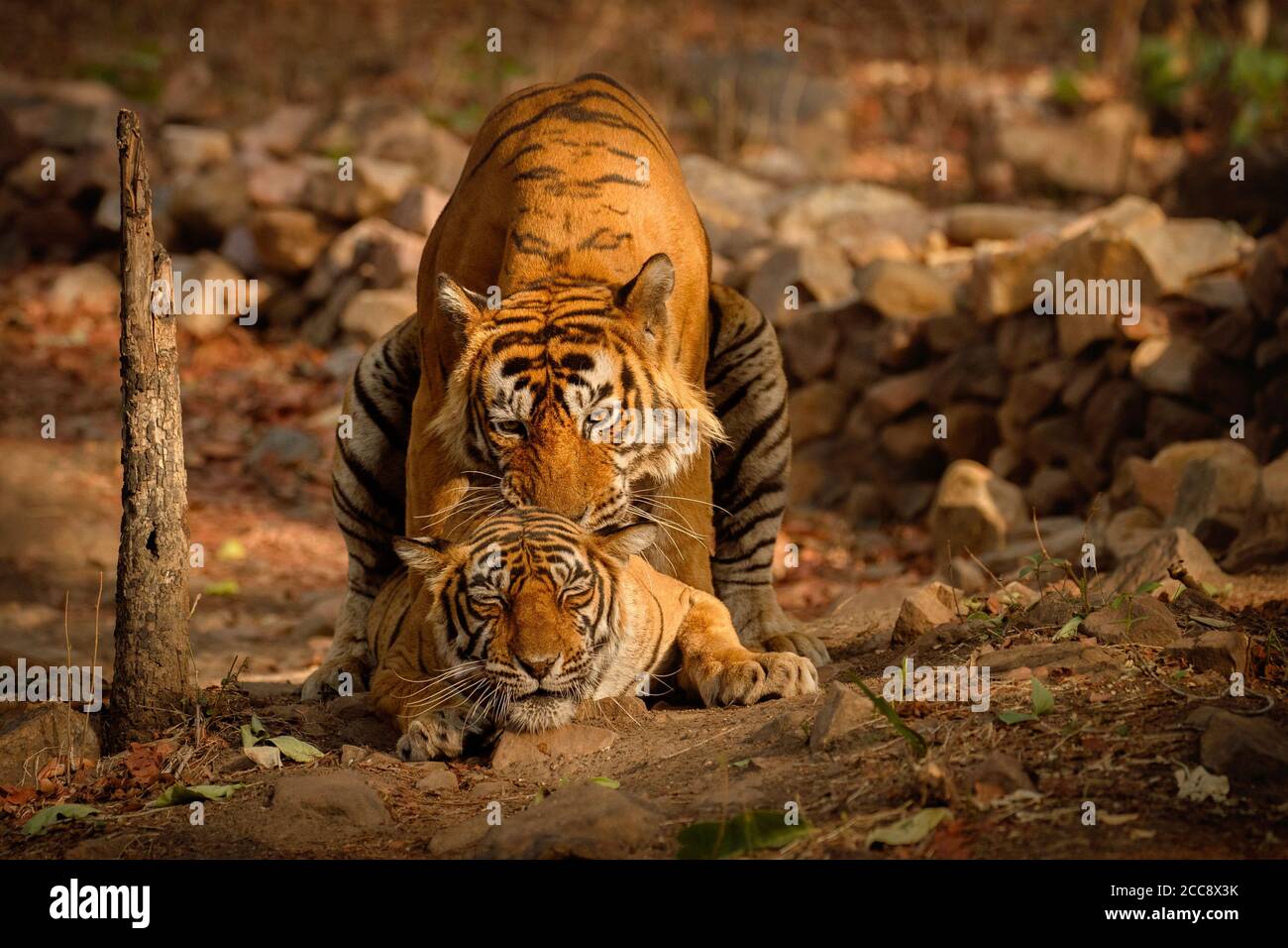 Beautiful tiger in the nature habitat. Tiger pose in amazing light ...