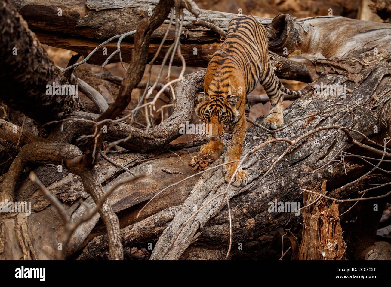 Beautiful tiger in the nature habitat. Tiger pose in amazing light ...
