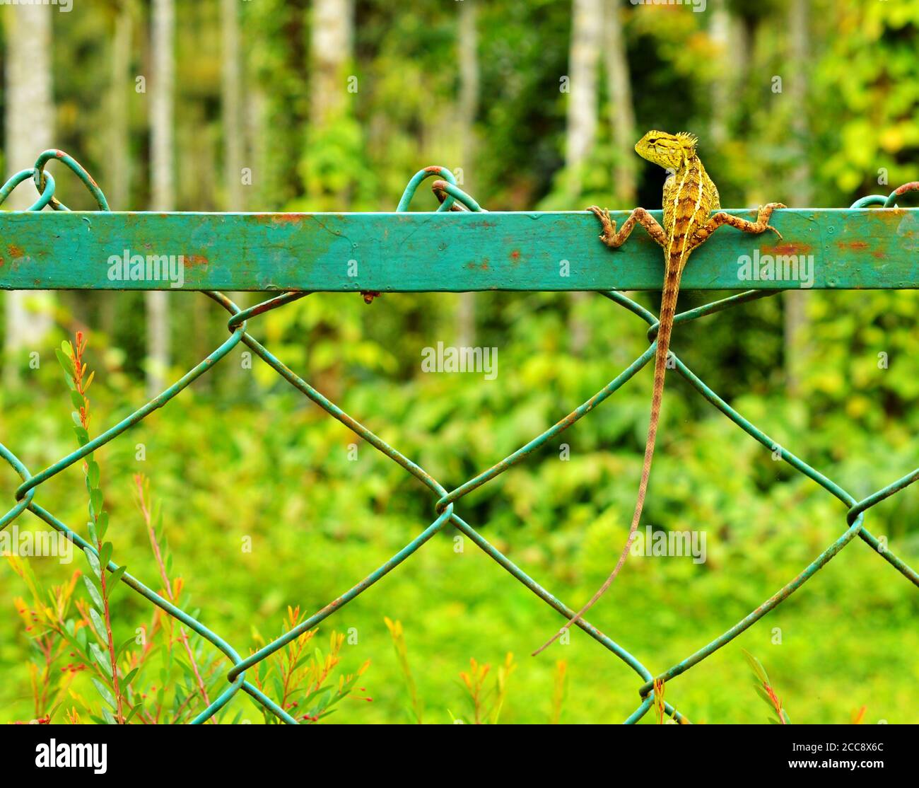 Lizard hanging by tail hi-res stock photography and images - Alamy