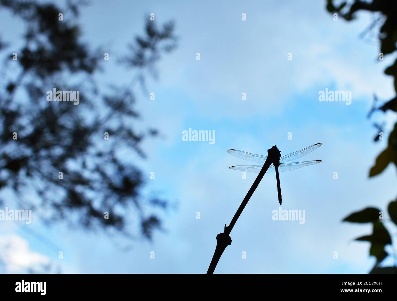 dragon fly on a leaf. Adult dragonflies are characterized by large ...