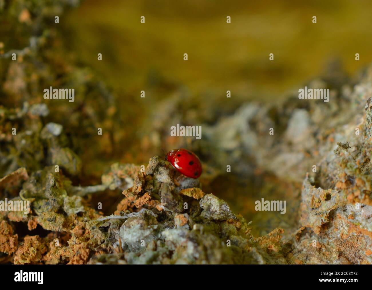 ladybugs are often conspicuously coloured yellow, orange, or red with ...