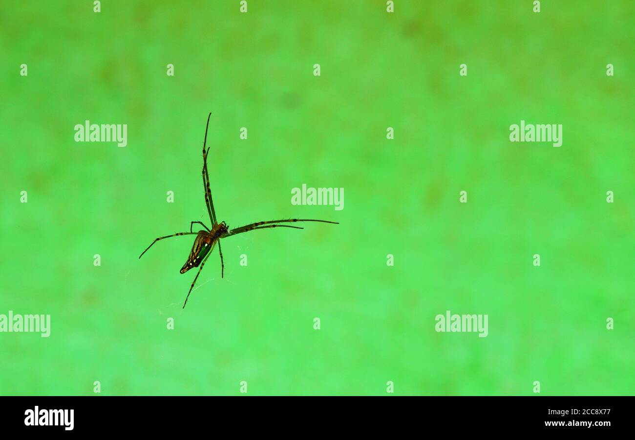 spider in focus on its blurred silky thread web waiting for its prey ...