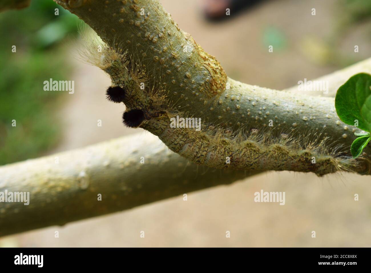 Combination of materials hi-res stock photography and images - Alamy