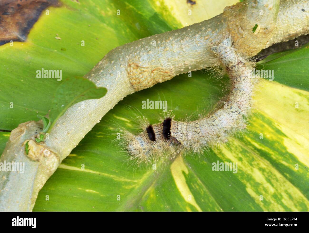 Camouflage is the use of any combination of materials, coloration, or ...